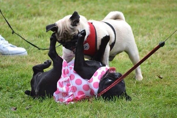 4,000 pug-lovers to descend on MediaCityUK for Manchester’s first EVER ...